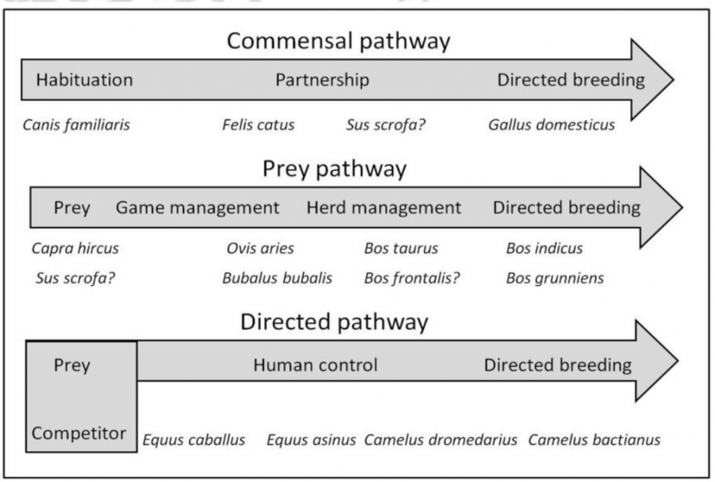 Understanding Bio-archaeological Remains: Archaeo-Zoology – Pre and ...