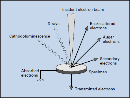 Scanning Electron Microscope – Nanoscience and Nanotechnology I